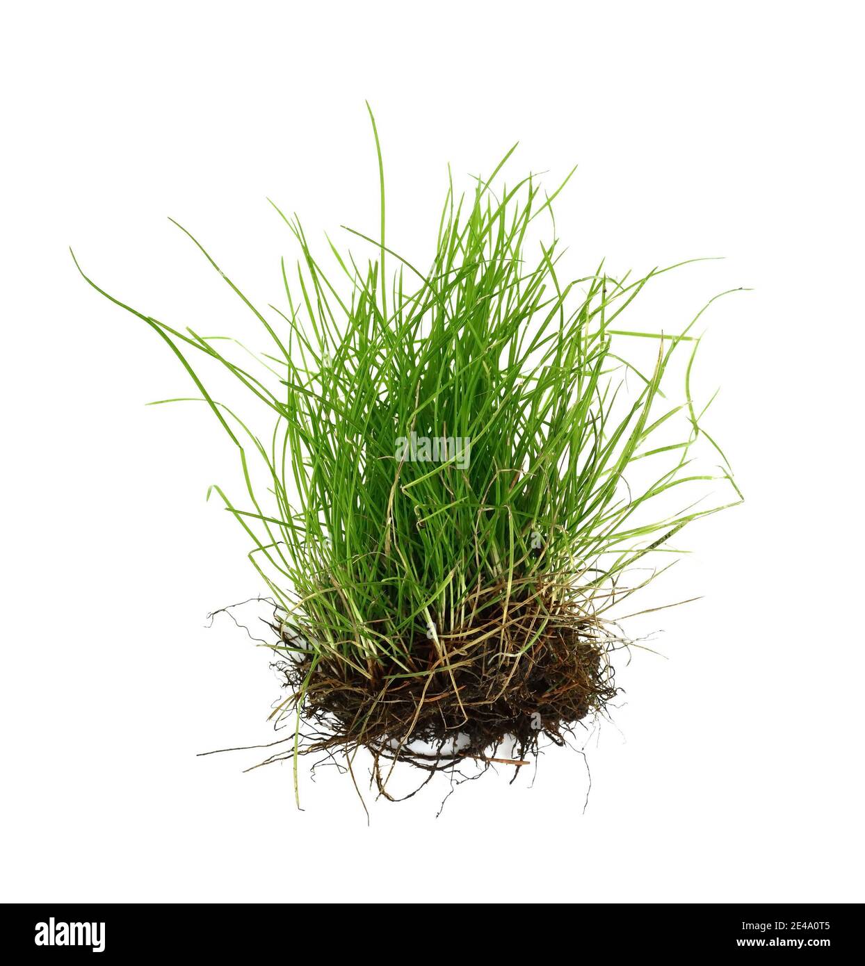 Green grass isolated against a white background. Grass with roots. Root ...