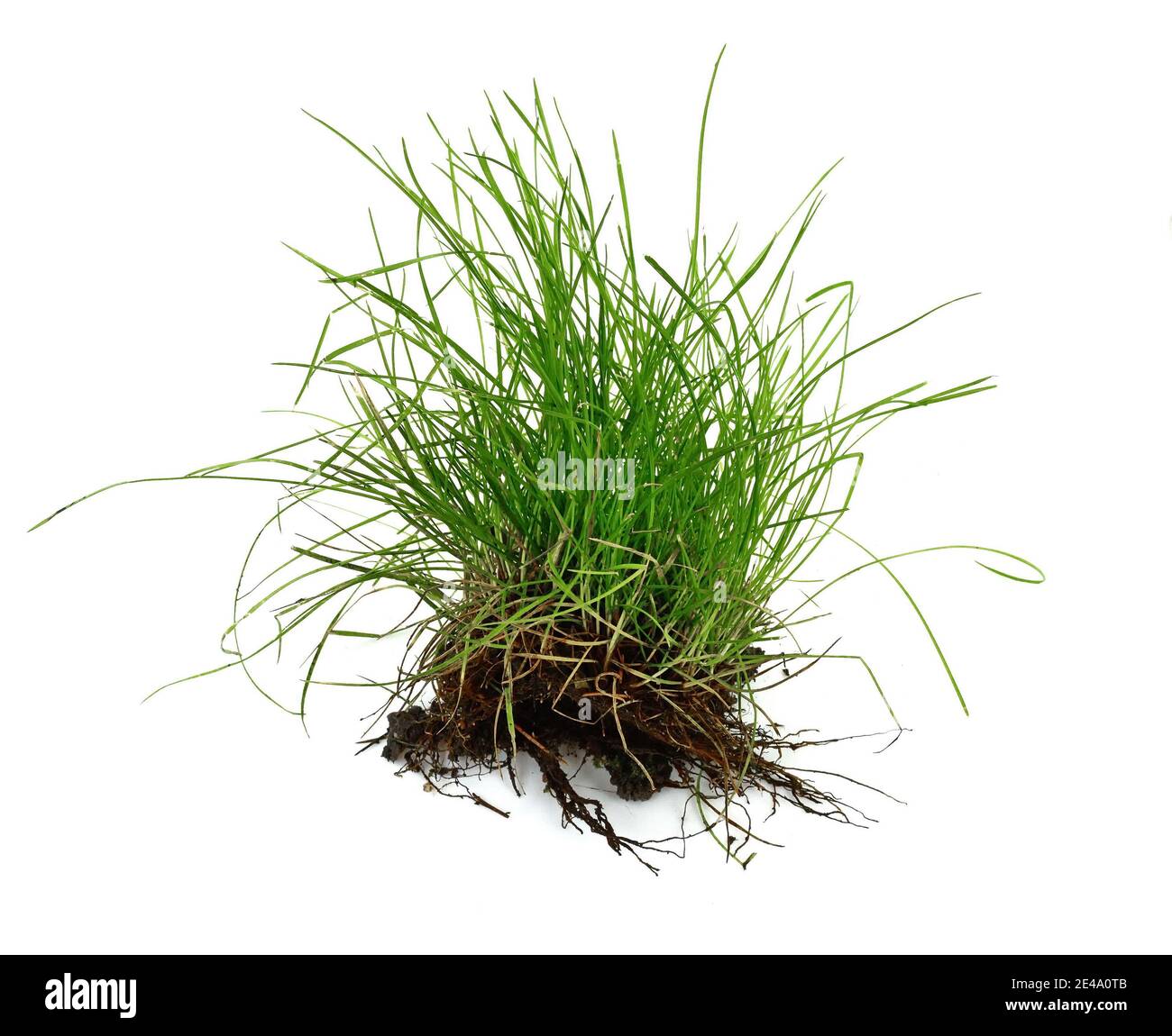 Green grass isolated against a white background. Grass with roots. Root ...