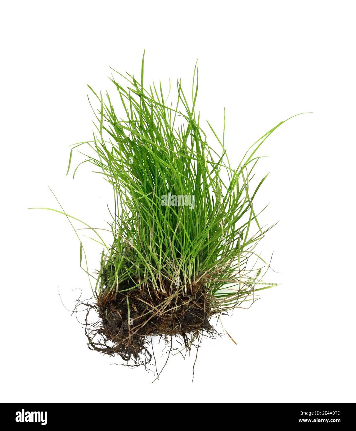 Green grass isolated against a white background. Grass with roots. Root ...