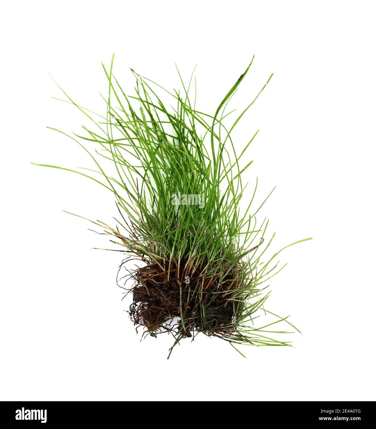 Green grass isolated against a white background. Grass with roots. Root ...