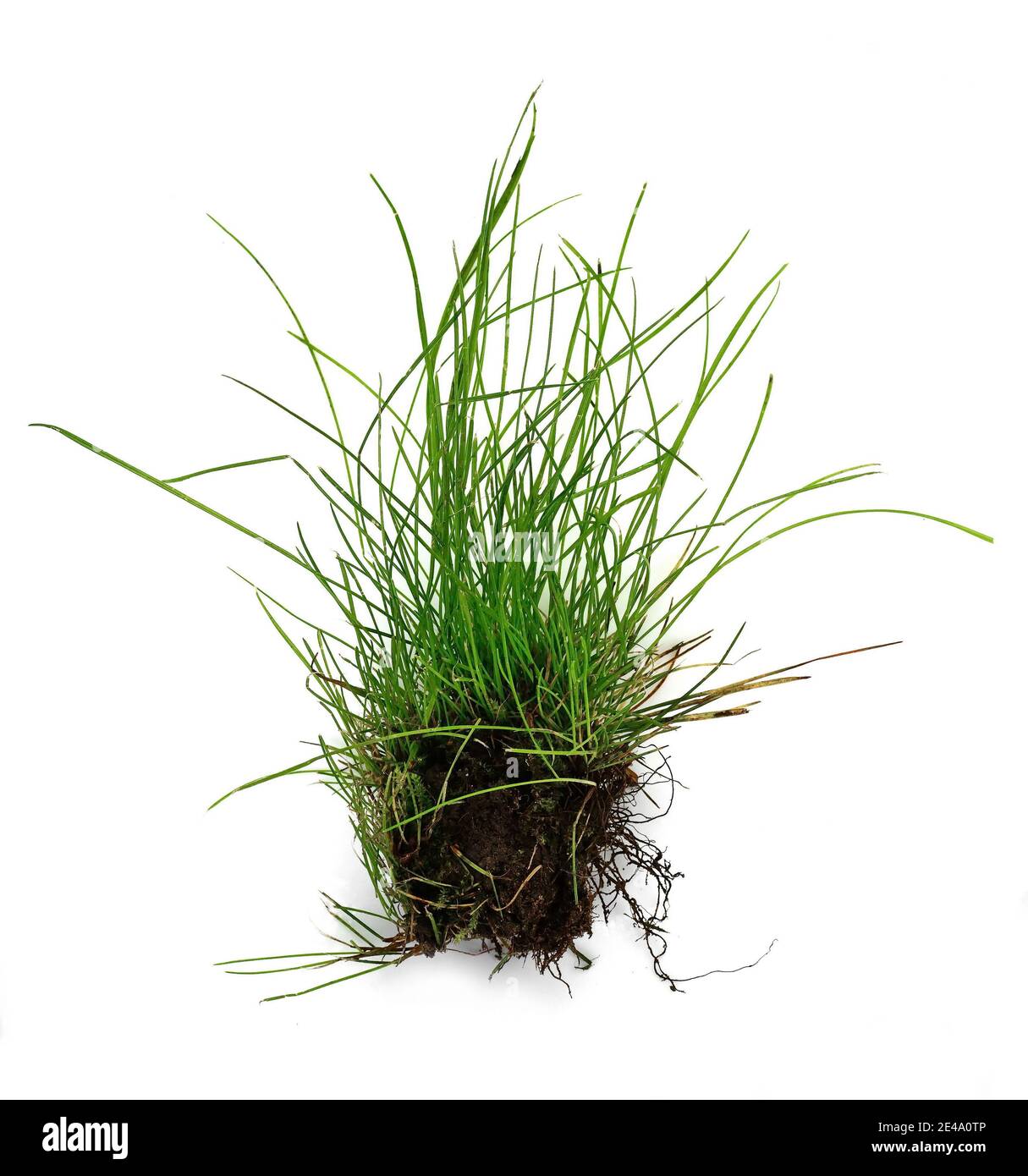 Green grass isolated against a white background. Grass with roots. Root ...