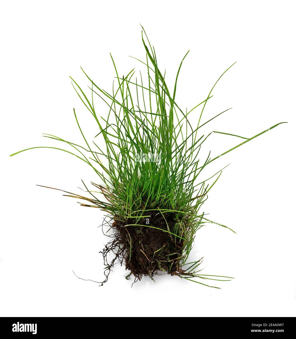 Green grass isolated against a white background. Grass with roots. Root ...