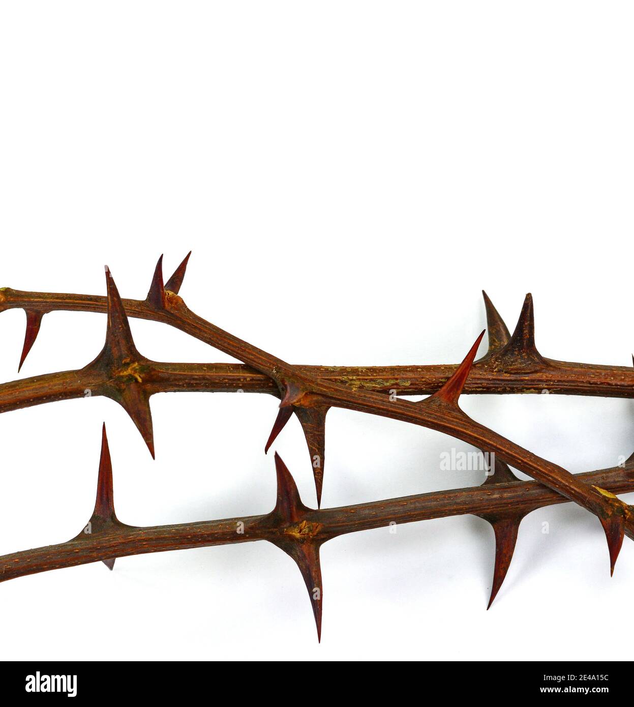 tree branch with thorns isolated on white background, clipping path ...