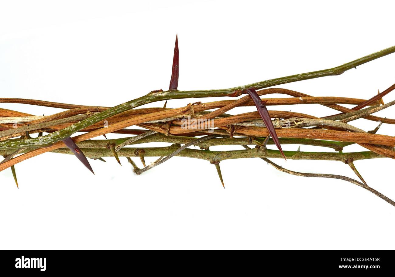 Wild dry liana, jungle vine and tree branch with thorns isolated on ...