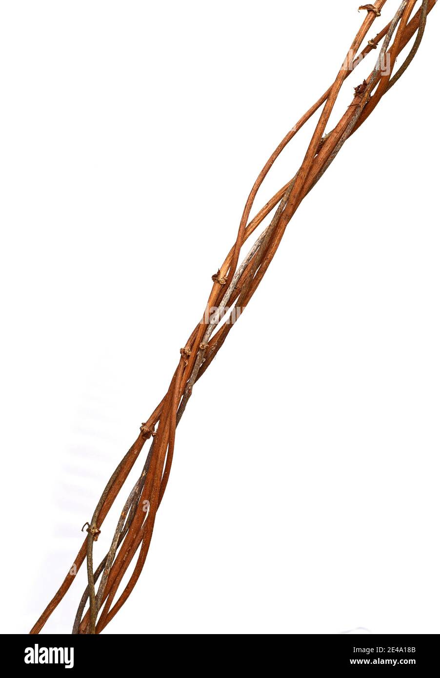 Twisted wild liana jungle vine isolated on white background Stock Photo ...