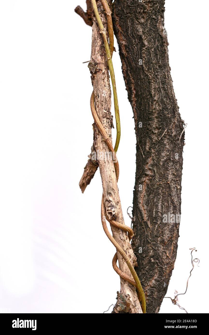 Twisted wild liana jungle vine isolated on white background Stock Photo ...