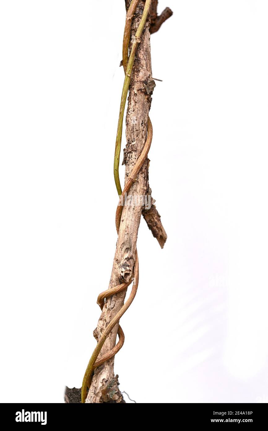 Twisted wild liana jungle vine isolated on white background Stock Photo ...