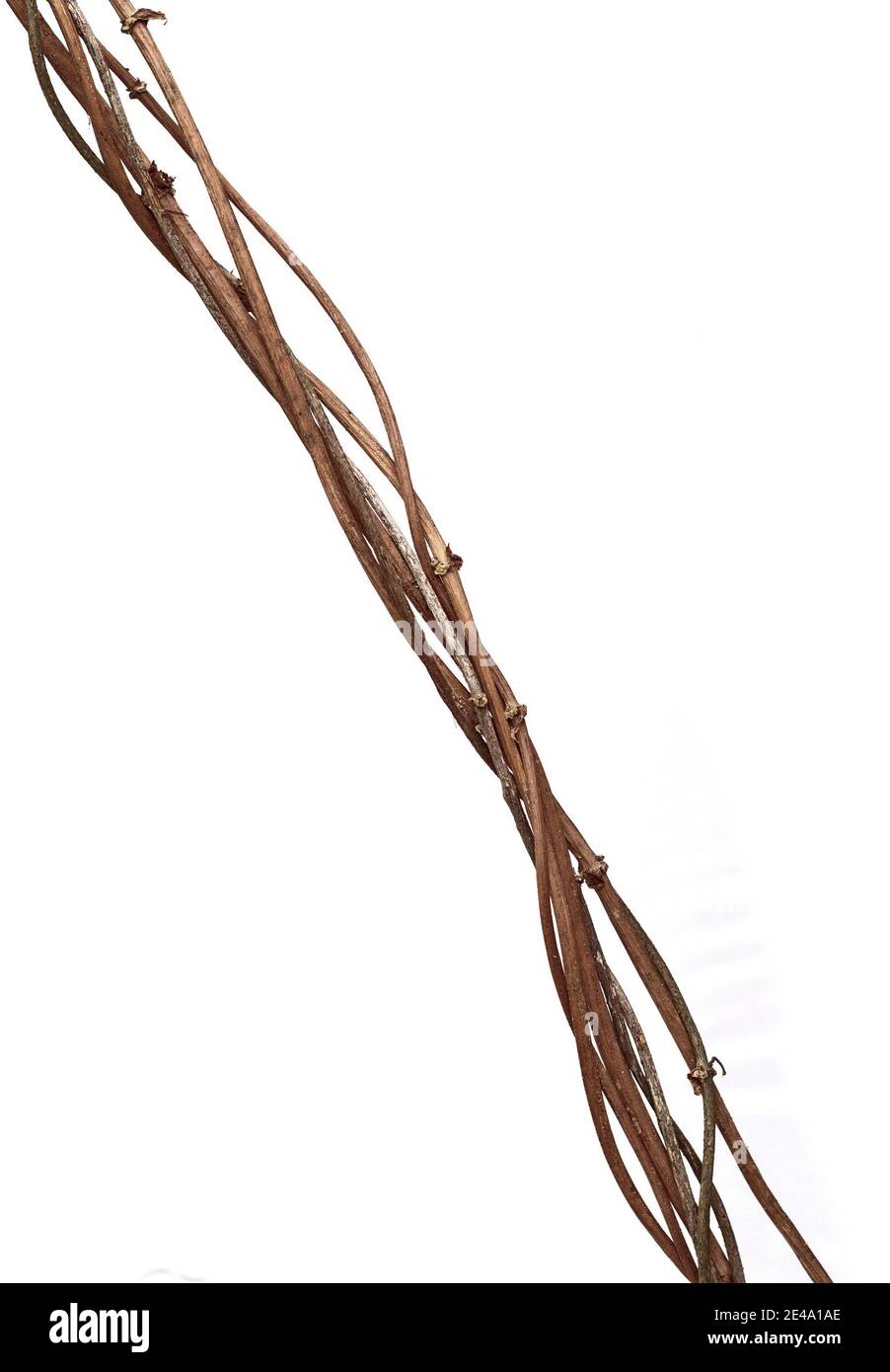 Twisted wild liana jungle vine isolated on white background Stock Photo ...