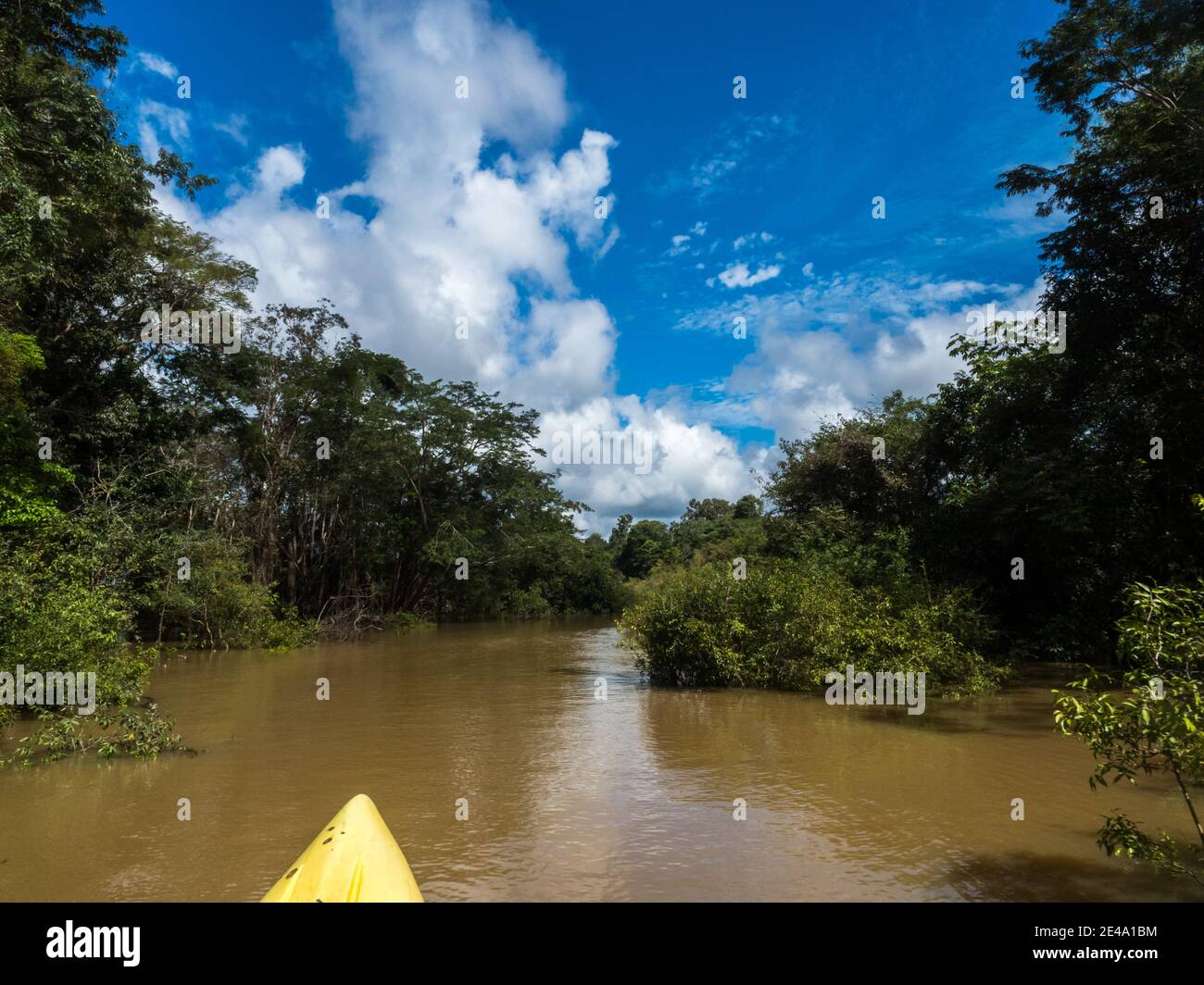 View from the kayak on the wall of green tropical forest in the Amazon ...