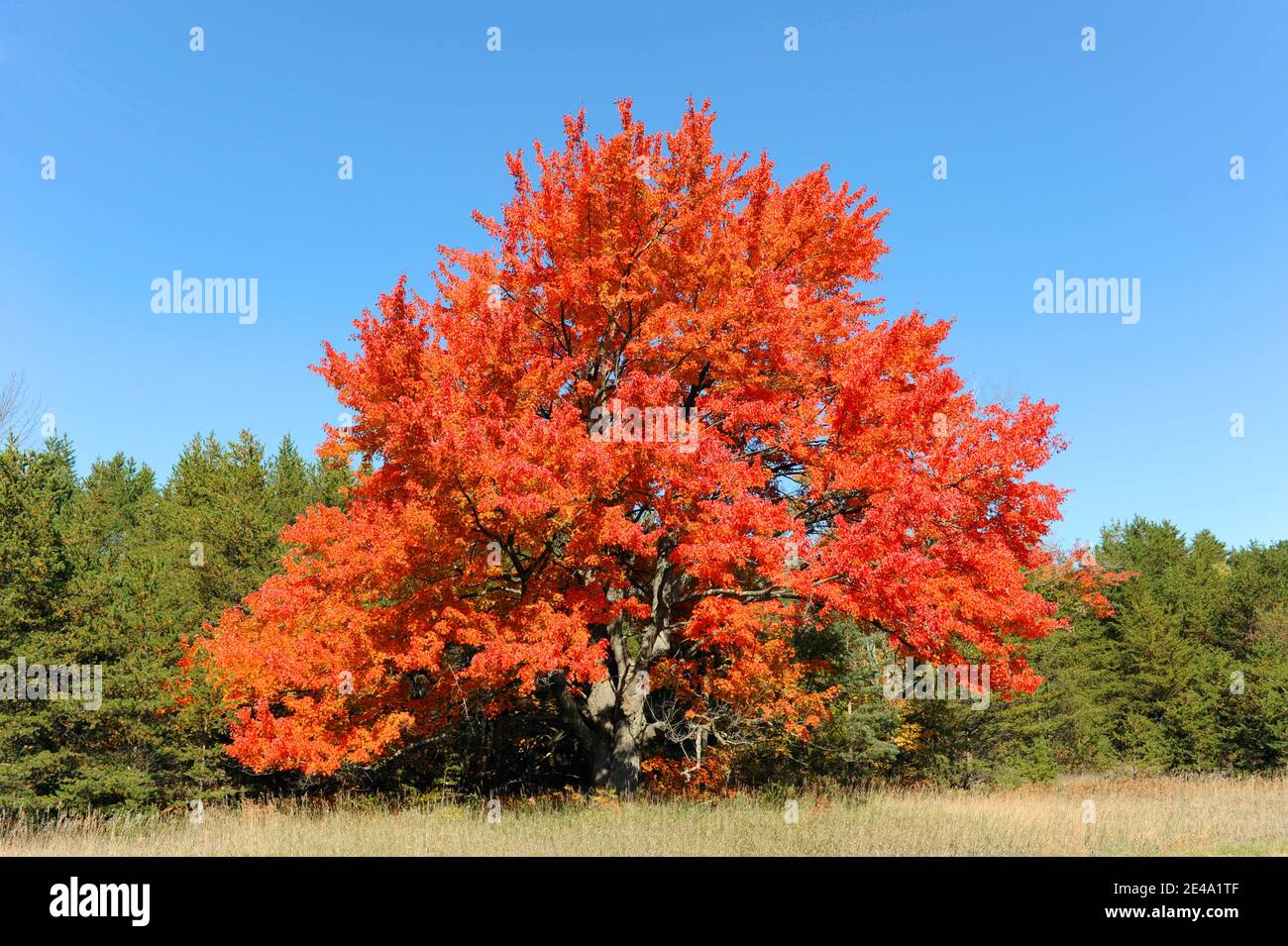 Upper peninsula maple hi-res stock photography and images - Alamy