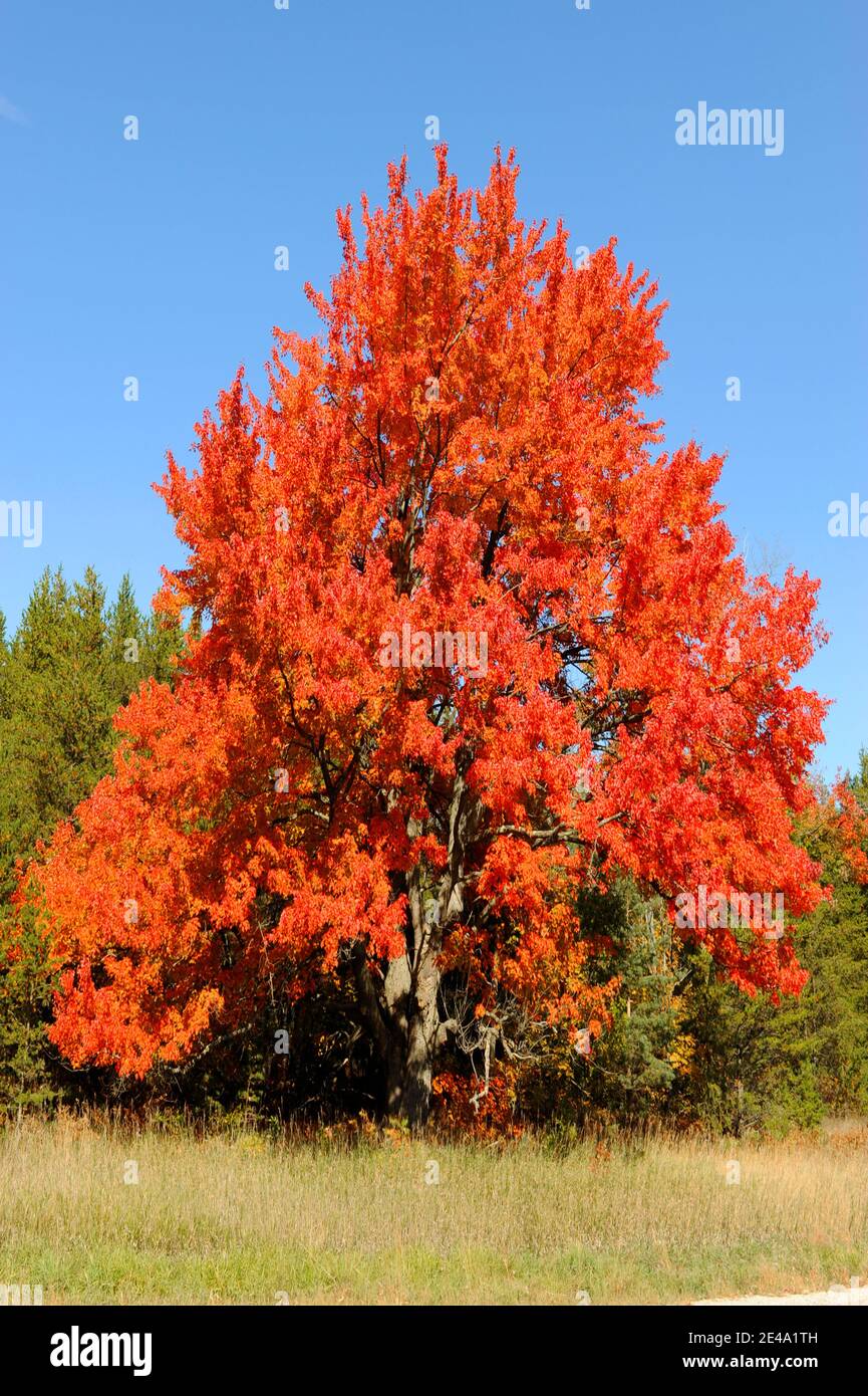 Upper peninsula maple hi-res stock photography and images - Alamy