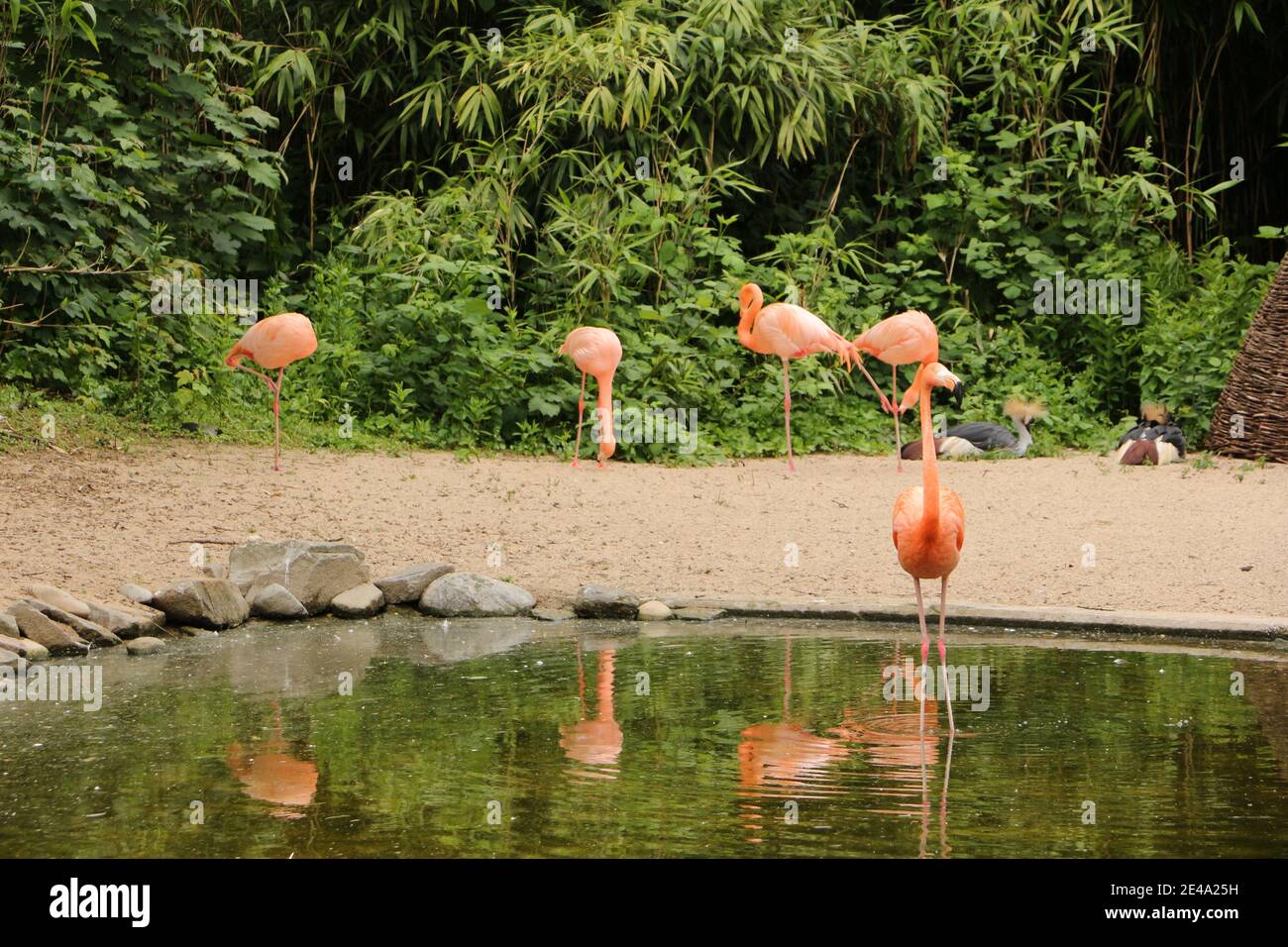 Impressionen aus dem Grugapark in Essen Stock Photo - Alamy