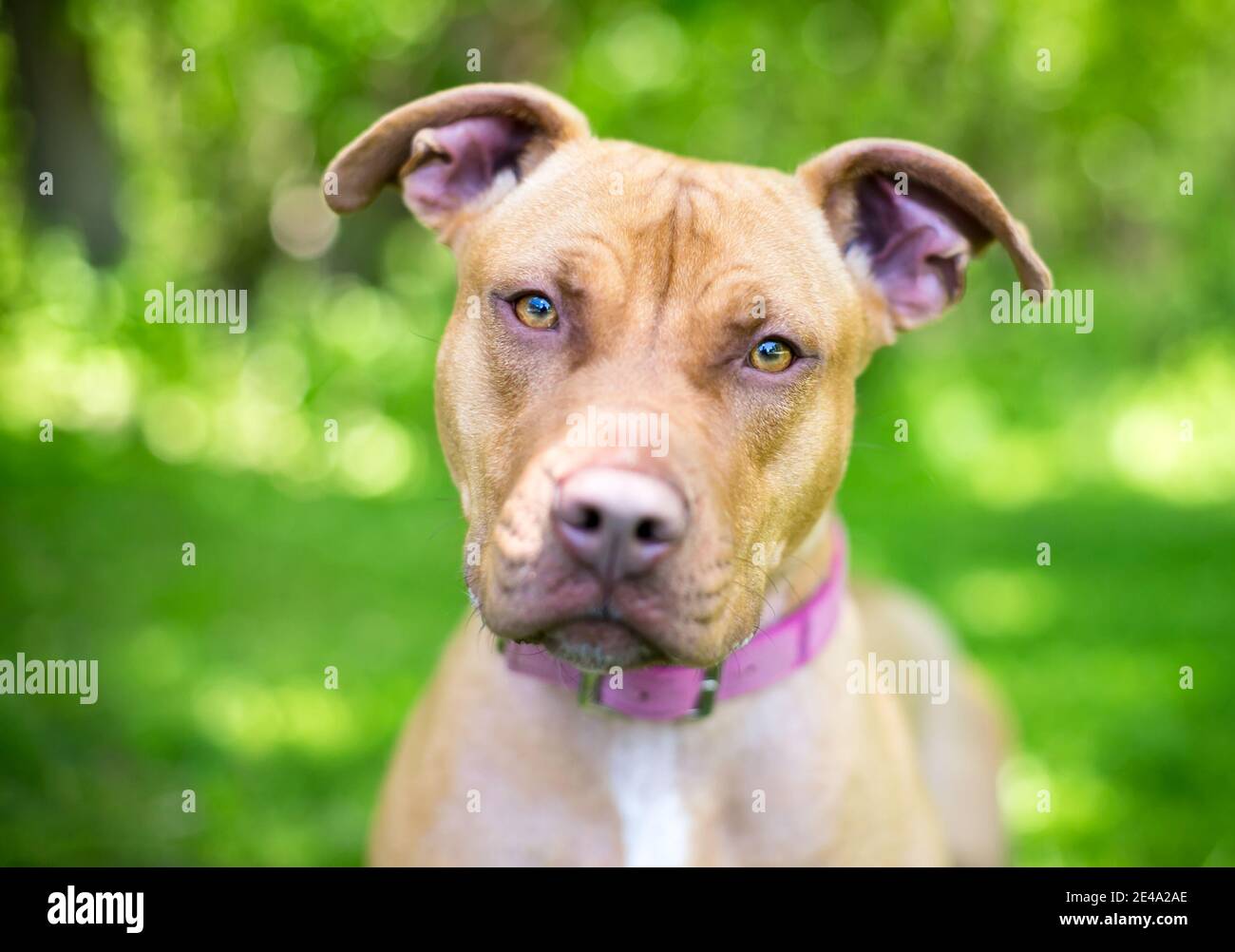 Curious pit bull hi-res stock photography and images - Alamy