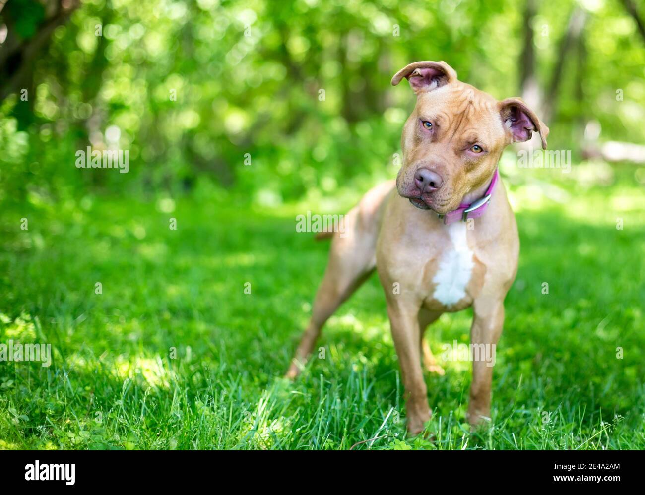 Curious pit bull hi-res stock photography and images - Alamy