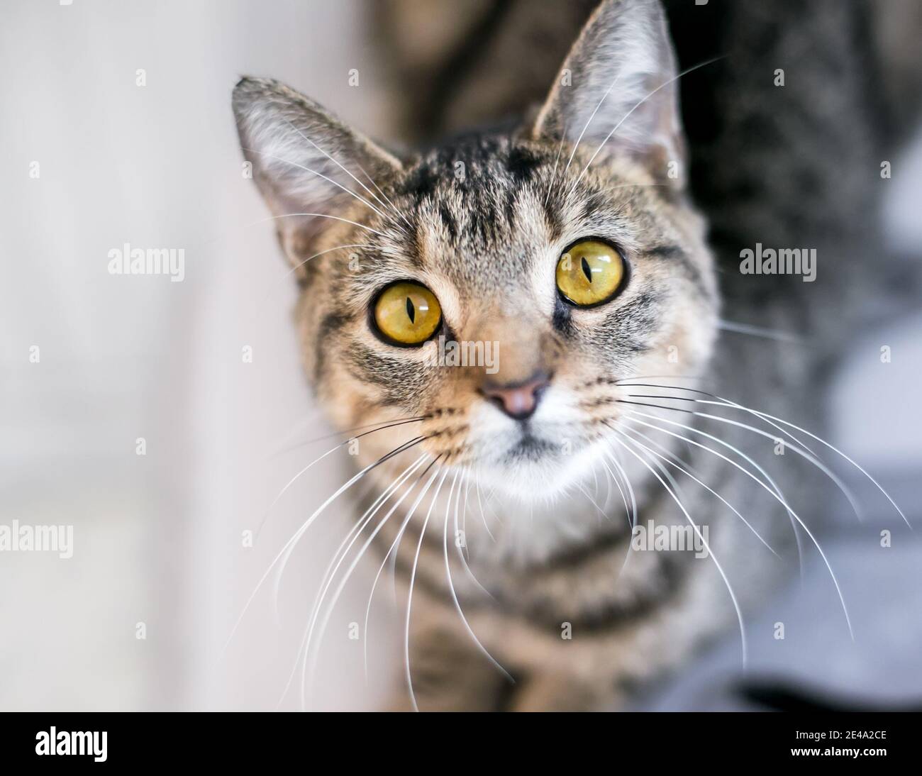 Yellow tabby cat hi-res stock photography and images - Alamy