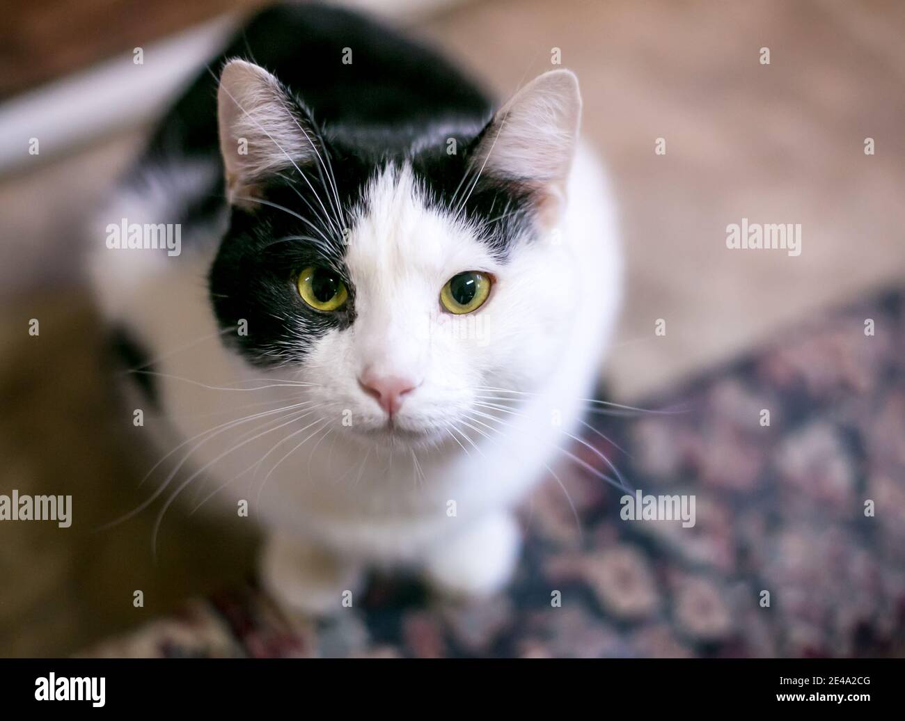 A black and white shorthair cat crouching on the floor and looking up ...
