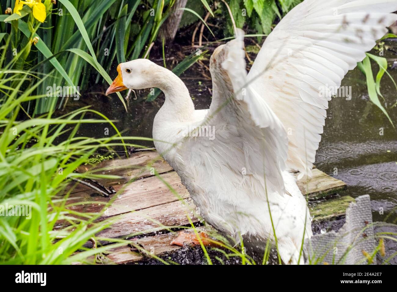 The great goose swim hi-res stock photography and images - Alamy