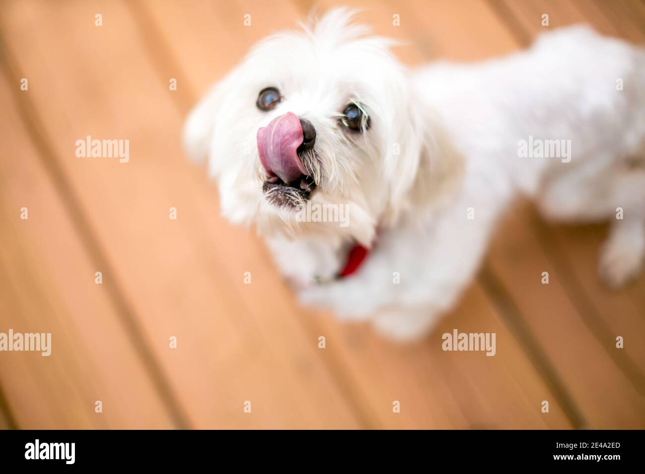 Scruffy white dog hi-res stock photography and images - Alamy