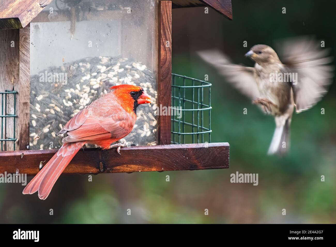Female northern cardinal house sparrow hi-res stock photography and ...