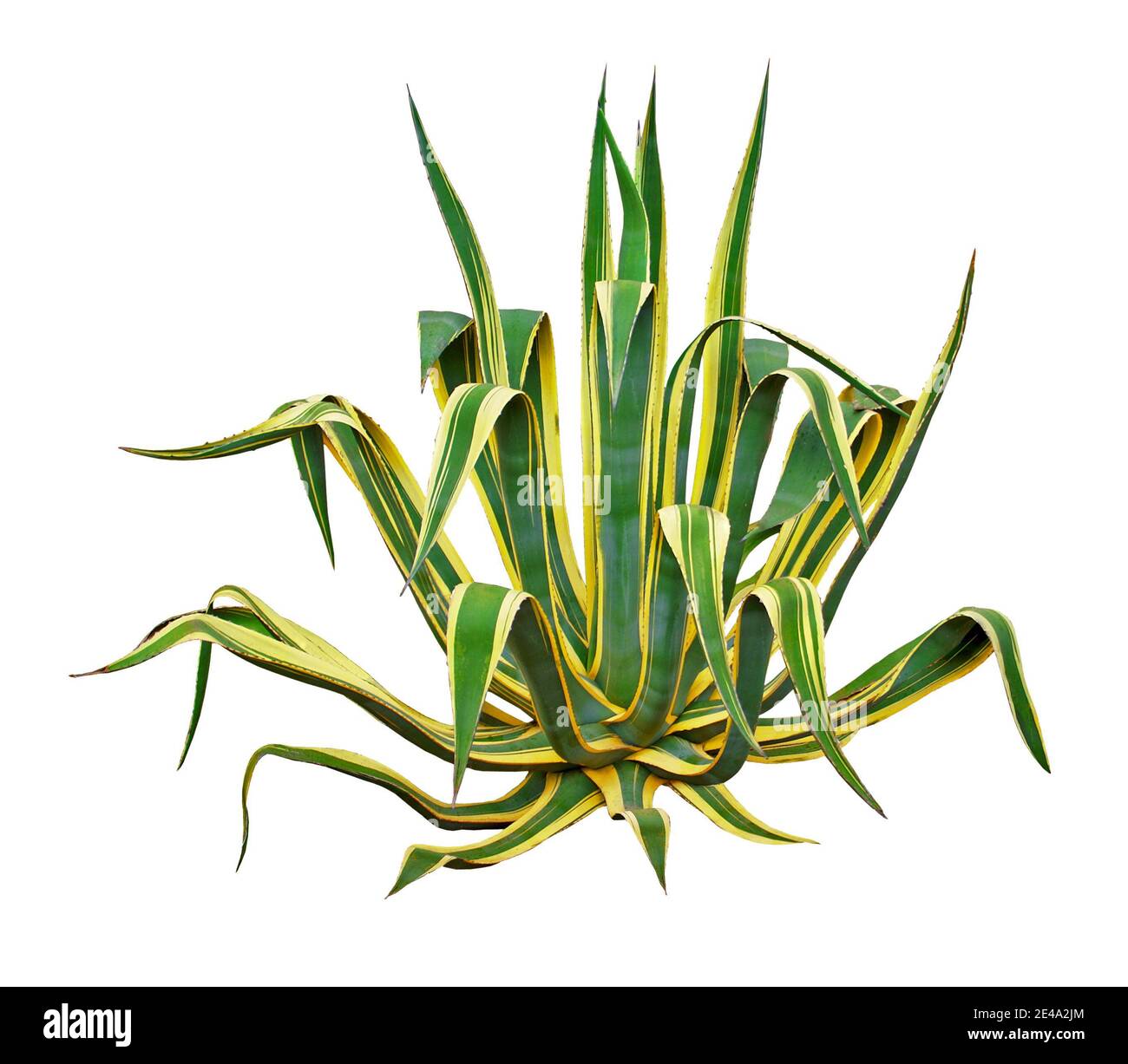 Desert blue sky in Cut Out Stock Images & Pictures - Alamy