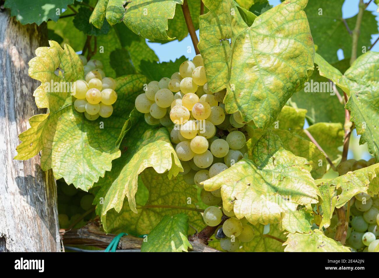 Bunch of grapes on the vine with green leaves. Grape harvest on october ...