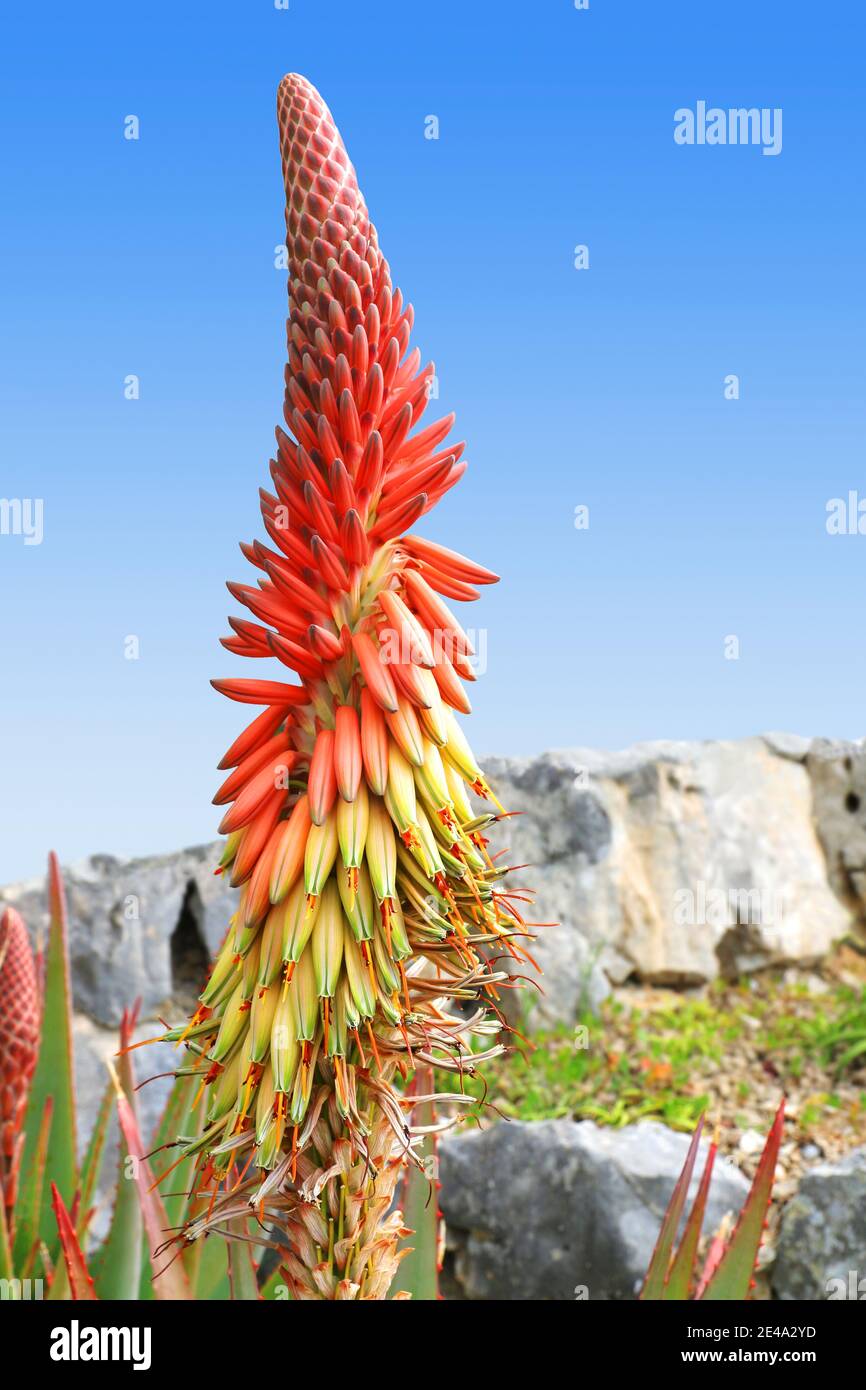 Red agave hi-res stock photography and images - Alamy