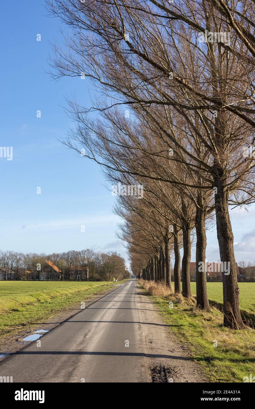 Dutch country road in agricultural landscape with bare trees Stock ...