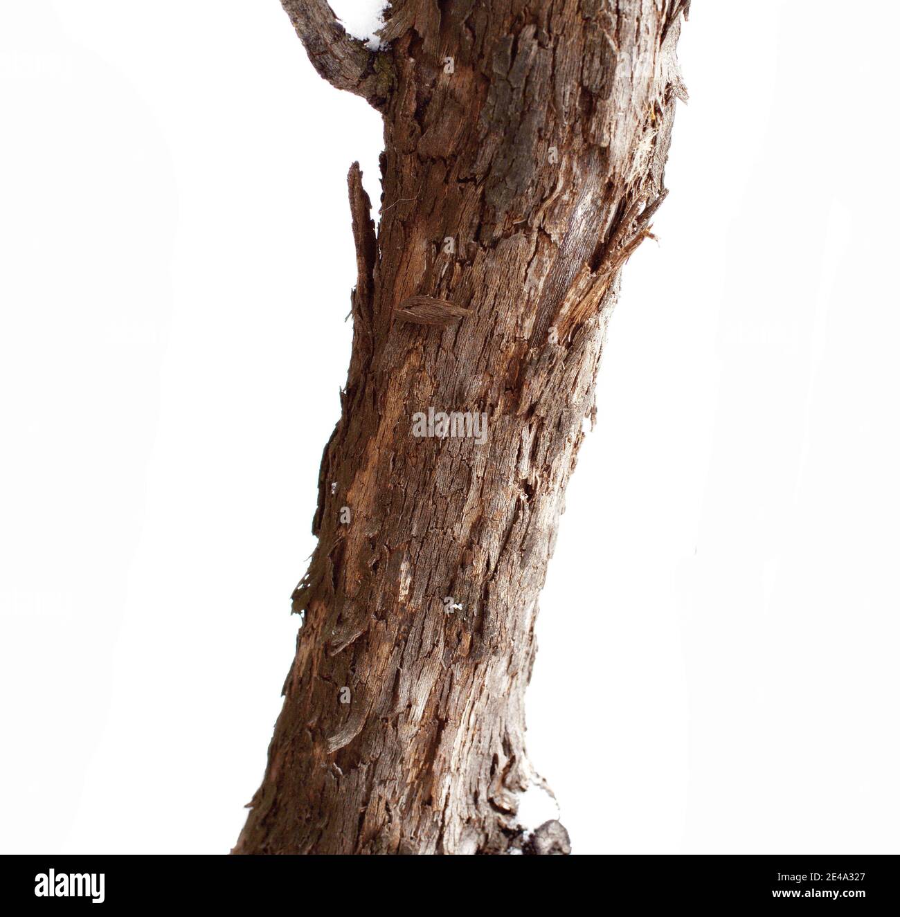 dry brown grape vine tree isolated on white Stock Photo - Alamy