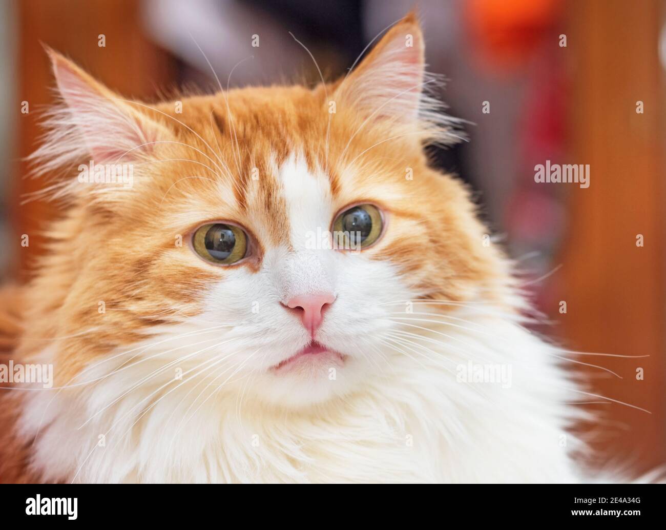 Ginger cat with pink nose hi-res stock photography and images - Alamy