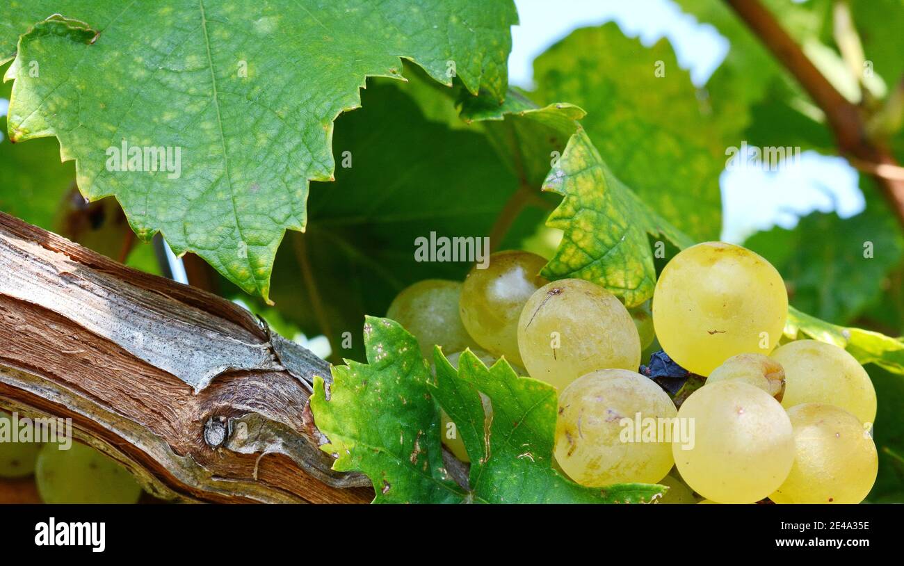 Bunch of grapes on the vine with green leaves. Grape harvest on october ...