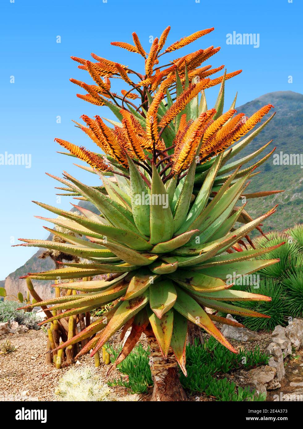 Agave plant blooming hi-res stock photography and images - Alamy
