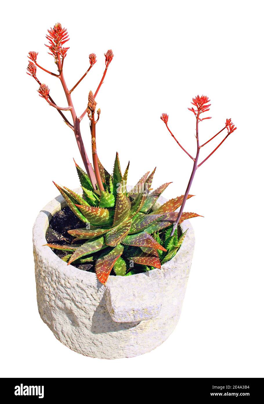 Leaf exotic plant in Cut Out Stock Images & Pictures - Alamy