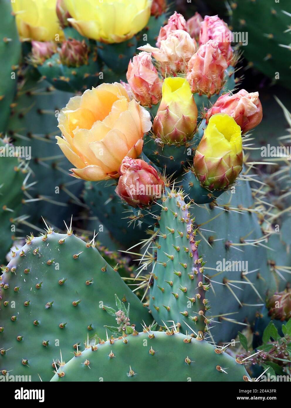Cactus prickly pears hi-res stock photography and images - Alamy