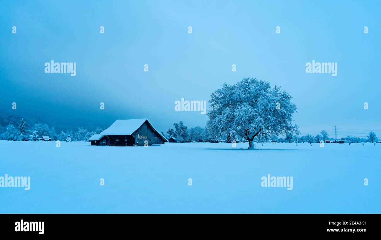 Feld tree hi-res stock photography and images - Alamy