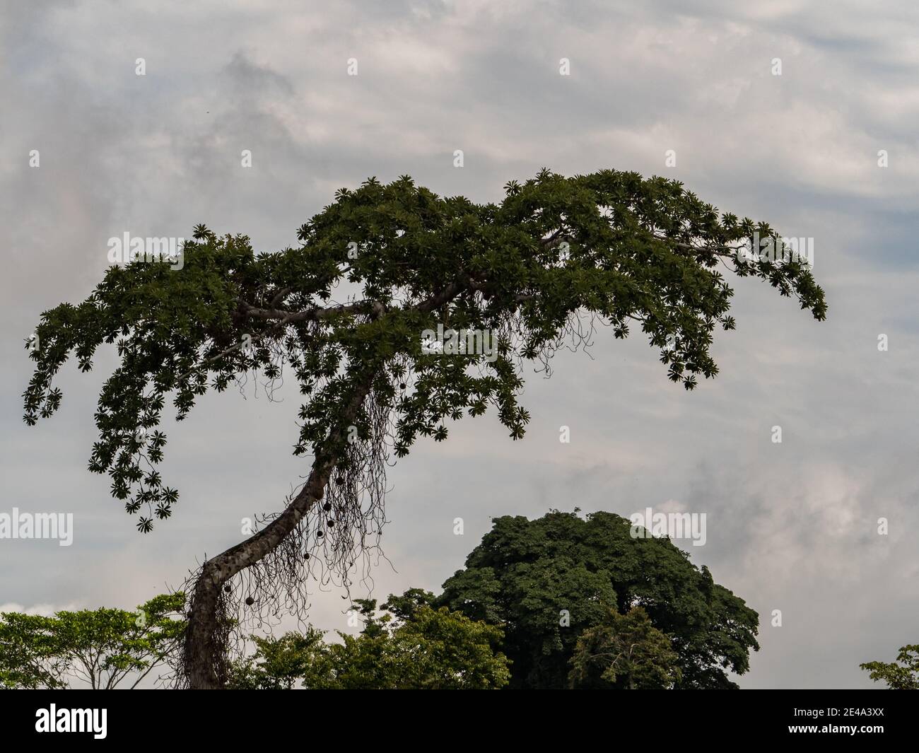 A huge tree on the banks of the Amazon, the green hell of the Amazon ...