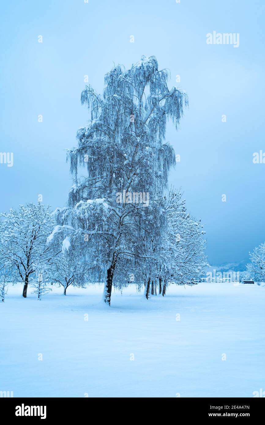 Single Birch Tree In Winter