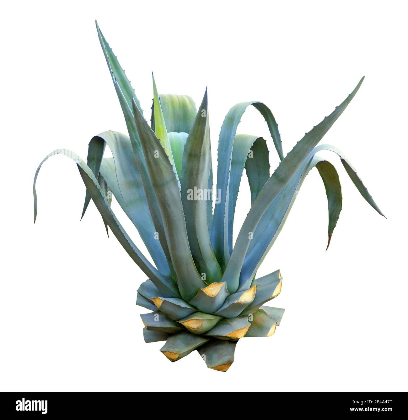 Agave with blue leaves isolated on white background Stock Photo - Alamy