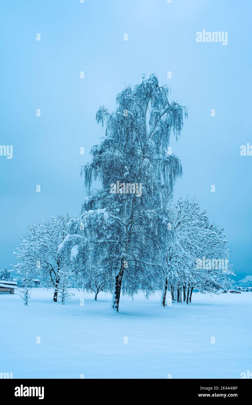 Single birch tree in winter hi-res stock photography and images - Alamy