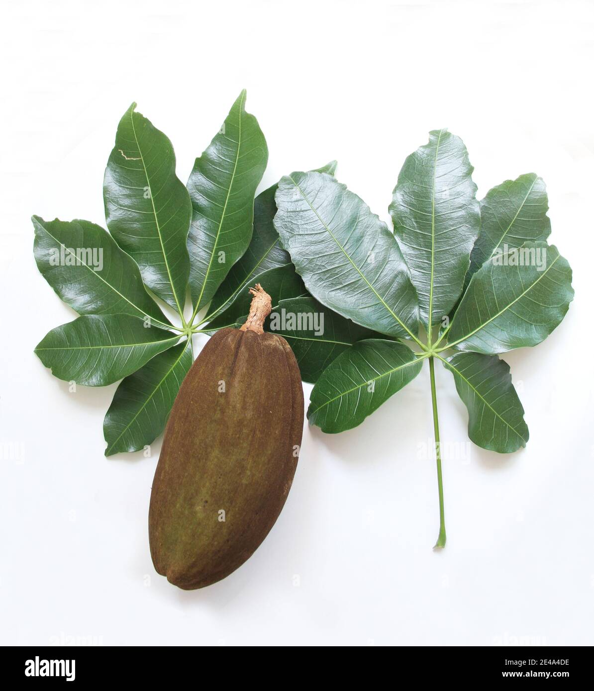 Pachira aquatica, Monguba, São Paulo, Brazil Stock Photo - Alamy