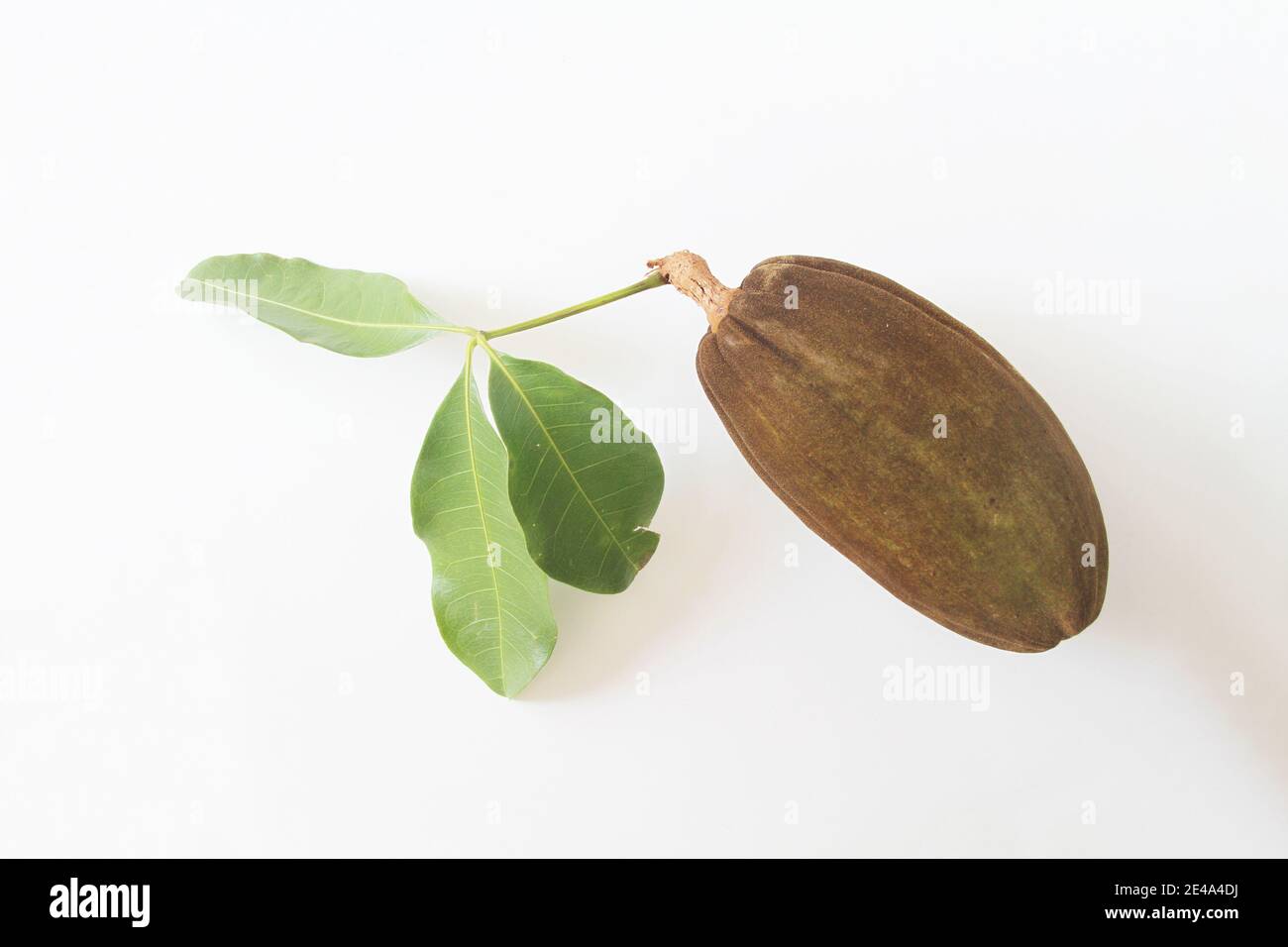 Pachira aquatica, Monguba, São Paulo, Brazil Stock Photo - Alamy