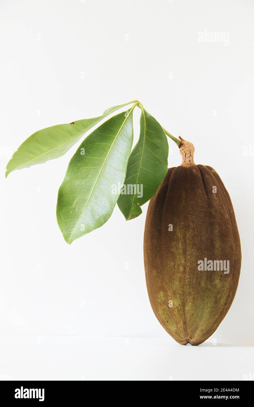 Pachira aquatica, Monguba, São Paulo, Brazil Stock Photo - Alamy