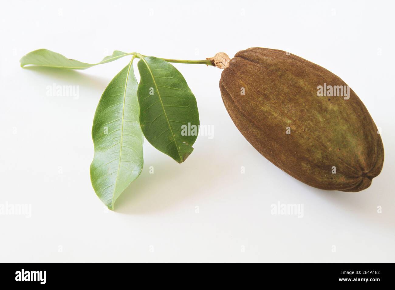 Pachira aquatica, Monguba, São Paulo, Brazil Stock Photo - Alamy