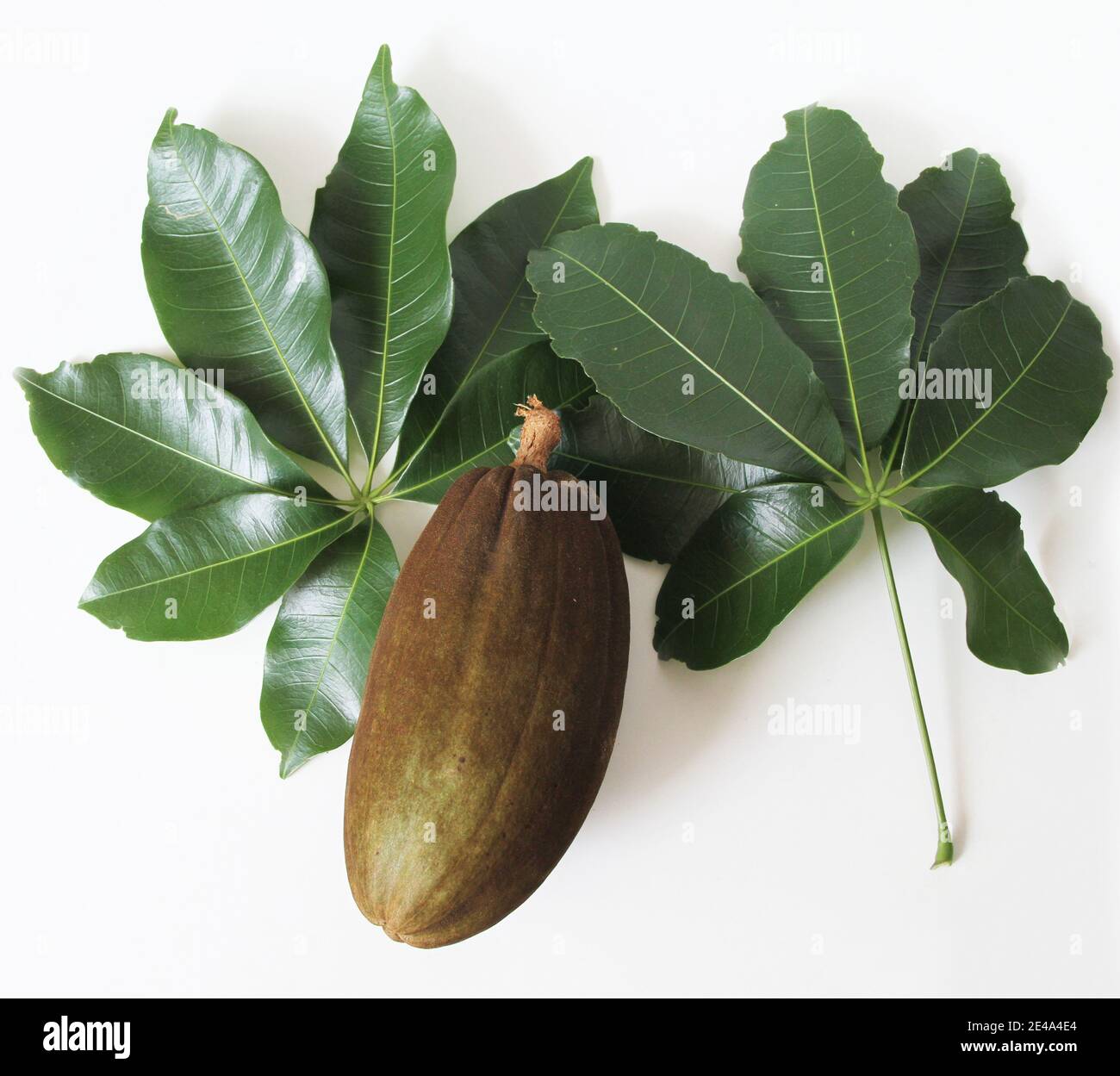 Pachira aquatica, Monguba, São Paulo, Brazil Stock Photo - Alamy