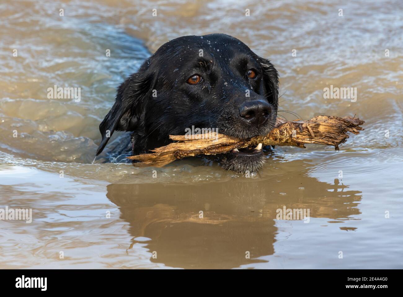 Close up of a black Labrador swimming in the water with a stick in it's ...