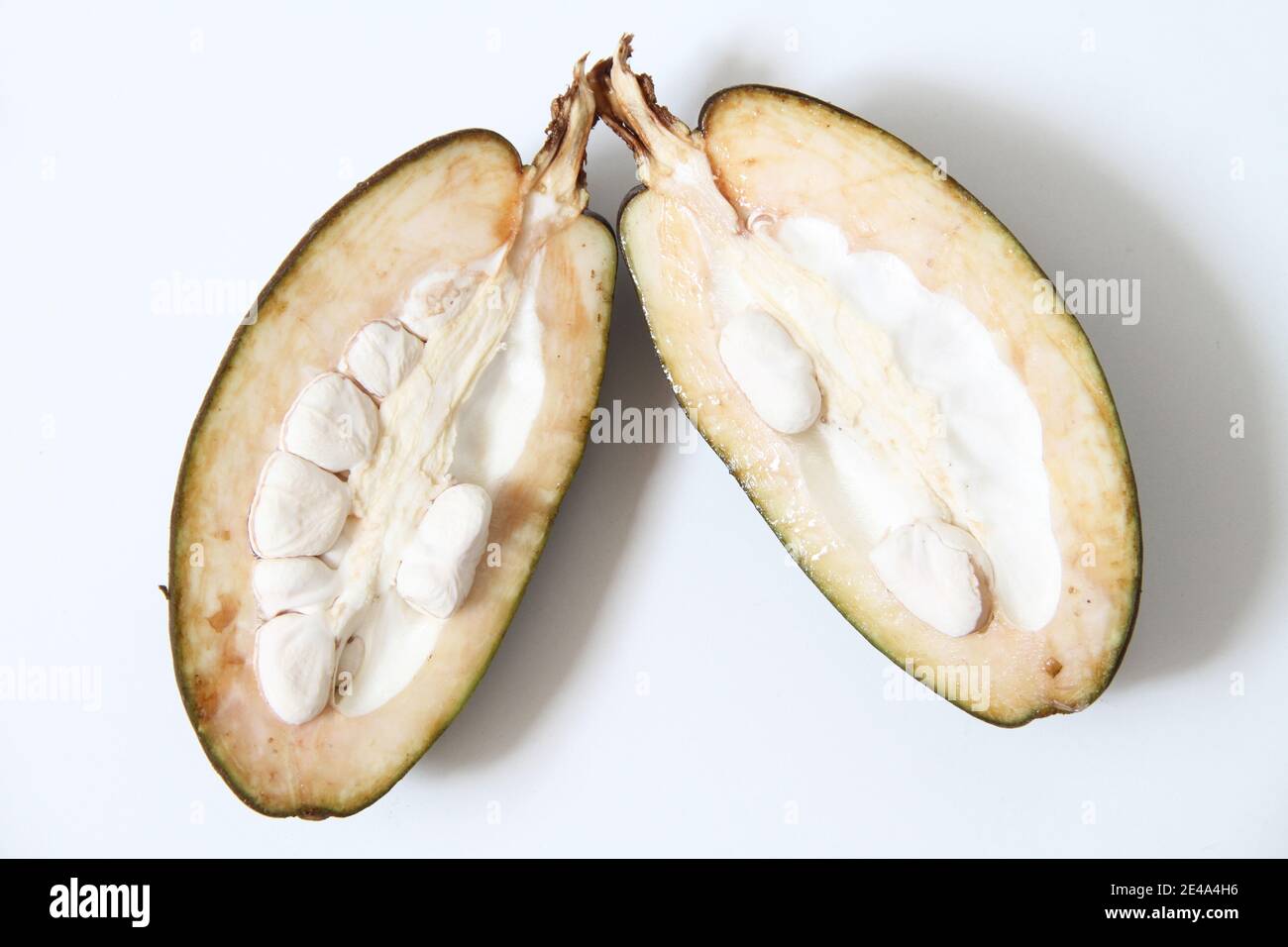Pachira aquatica, Monguba, São Paulo, Brazil Stock Photo - Alamy