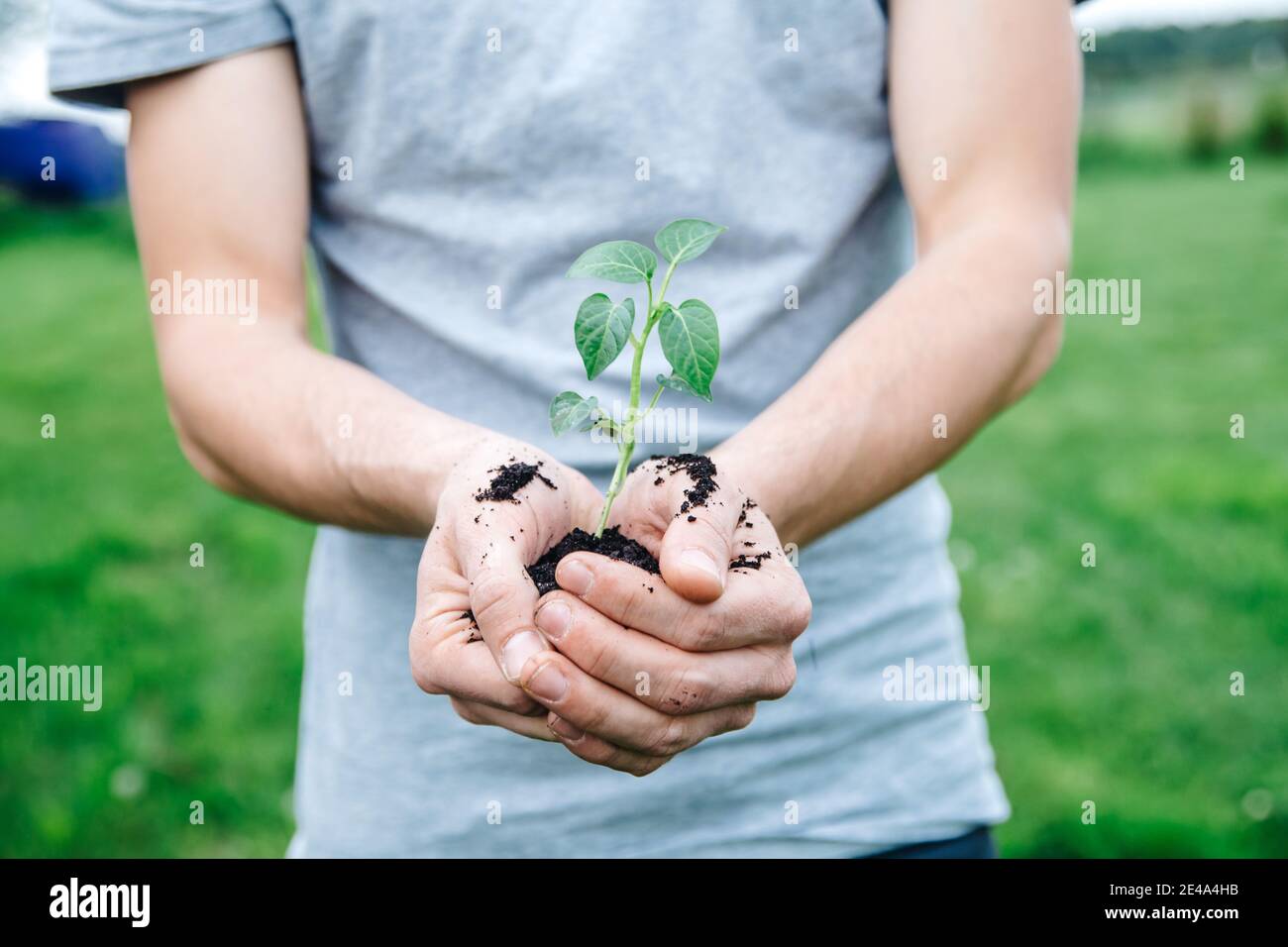 Close up man holding young plant in hands against spring green ...
