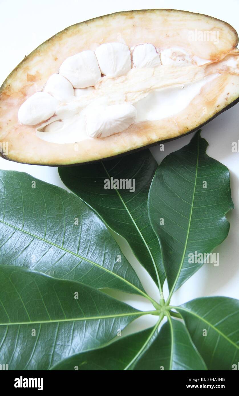Pachira aquatica, Monguba, São Paulo, Brazil Stock Photo - Alamy