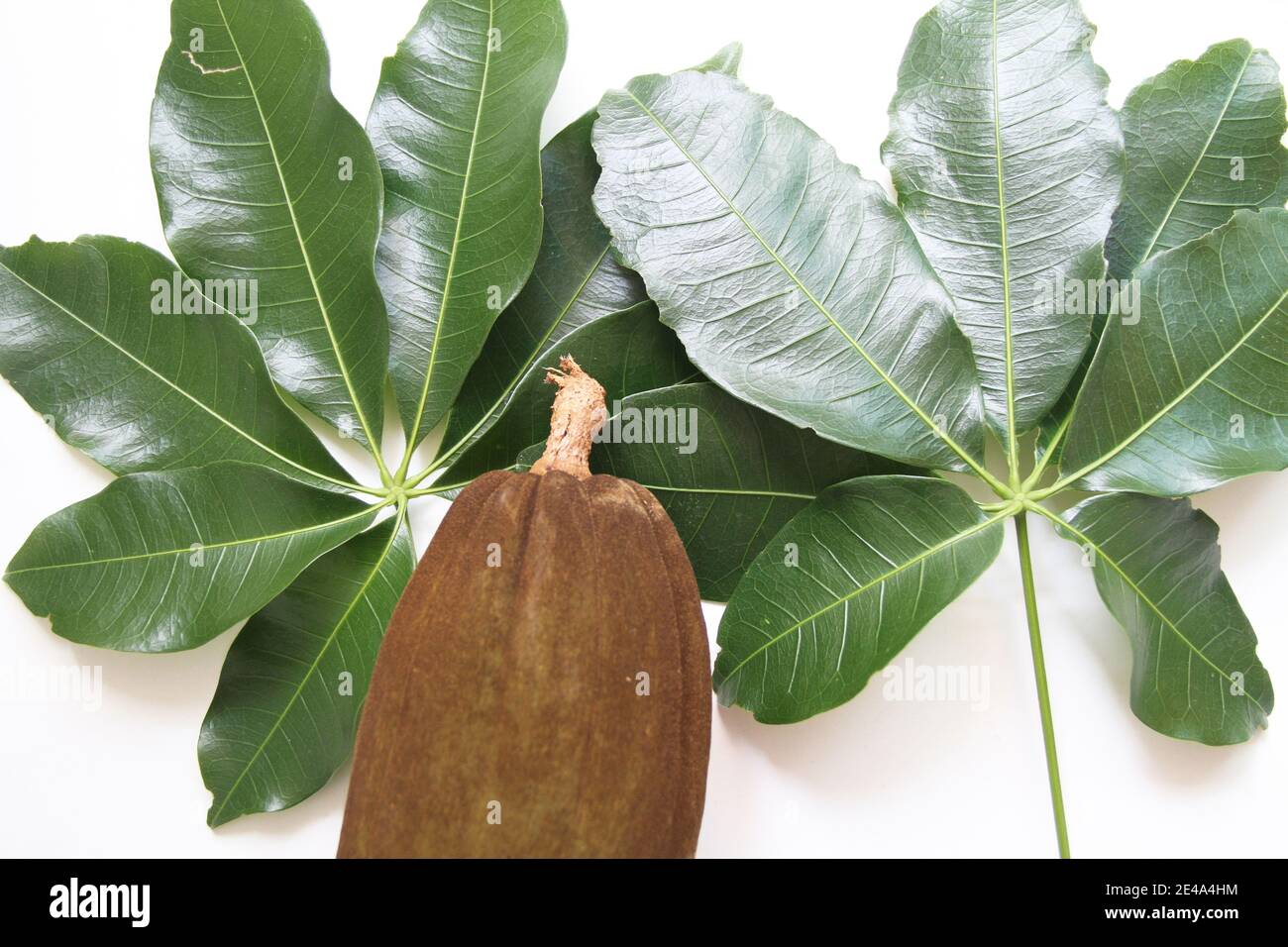 Pachira aquatica, Monguba, São Paulo, Brazil Stock Photo - Alamy