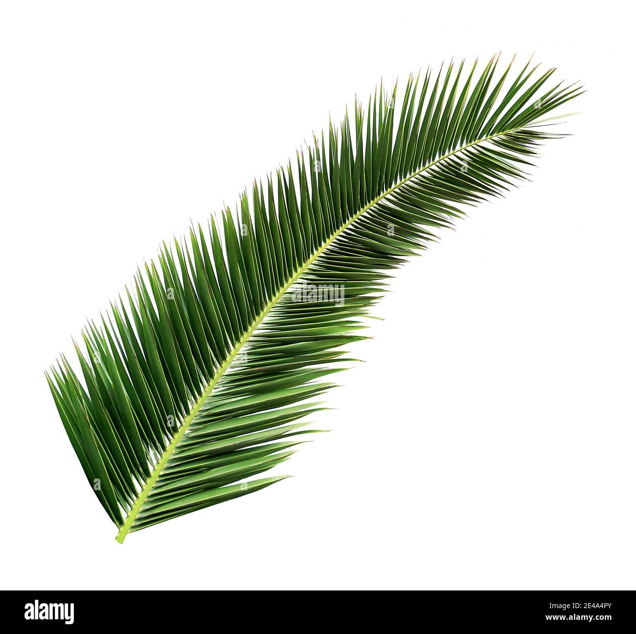 Tropical palm tree isolated Cut Out Stock Images & Pictures - Alamy