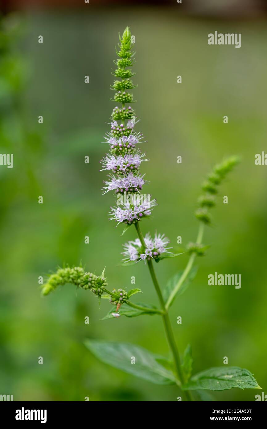 Close up of common mint (mentha spicata) flowers in bloom Stock Photo ...